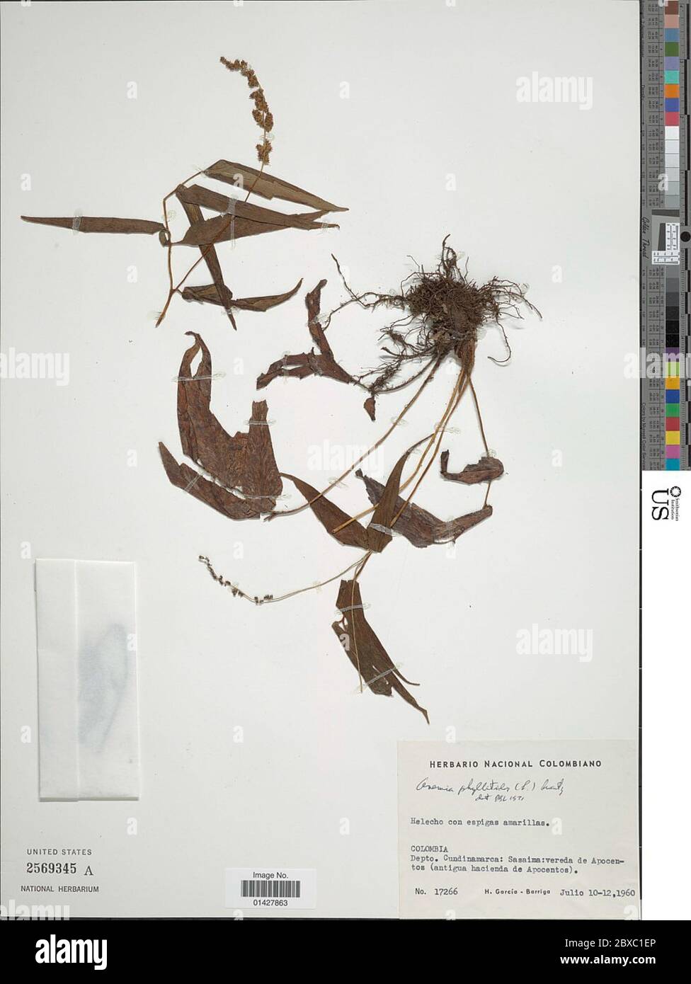 Anemia phyllitidis L Sw Anemia phyllitidis L Sw Stock Photo - Alamy