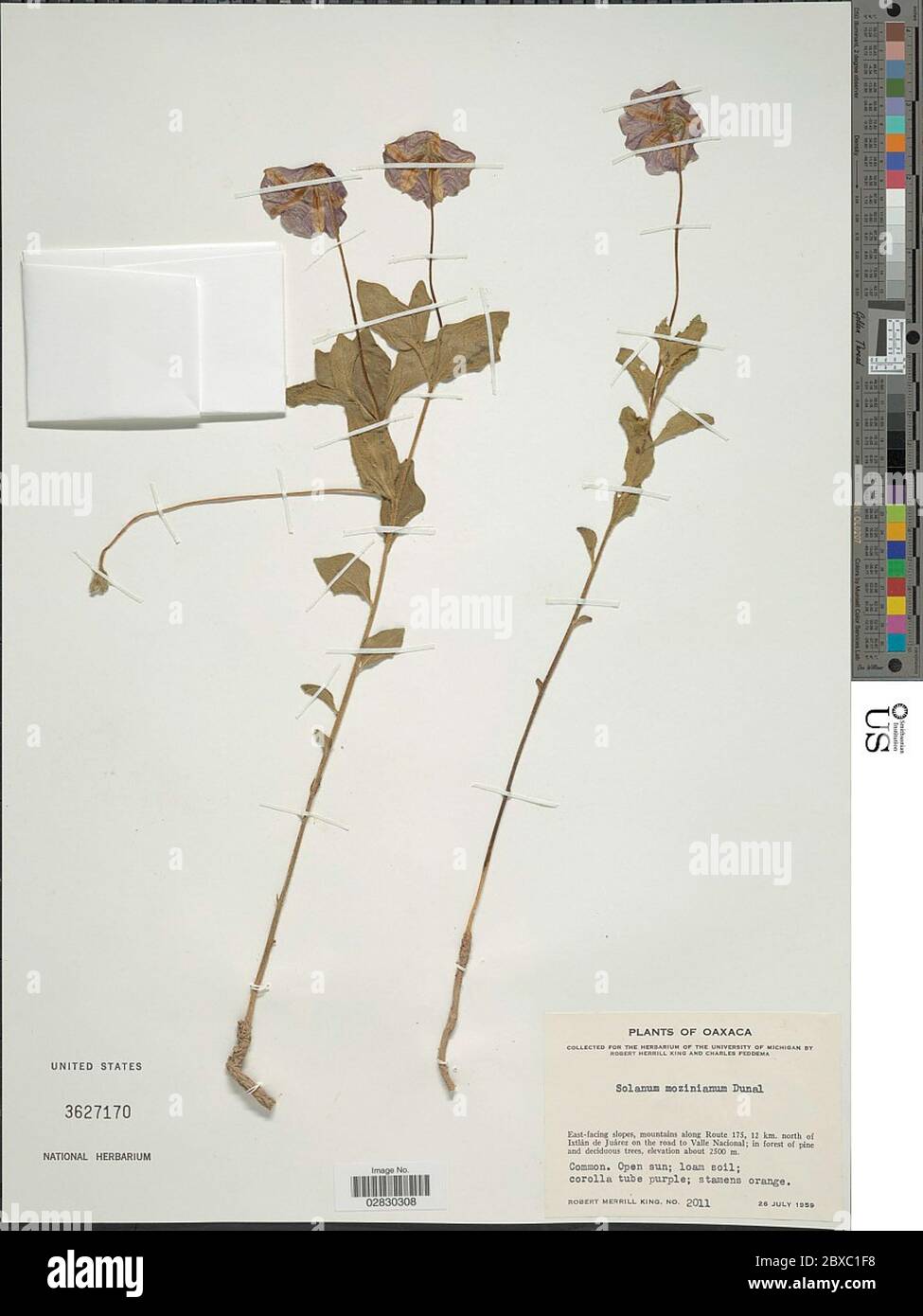 Solanum mozinianum Dunal Solanum mozinianum Dunal Stock Photo - Alamy