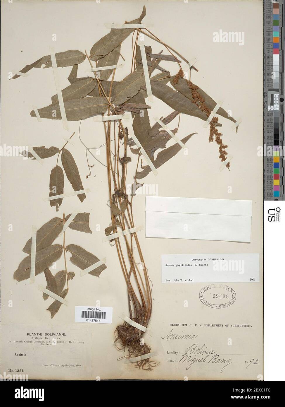 Anemia phyllitidis L Sw Anemia phyllitidis L Sw Stock Photo - Alamy