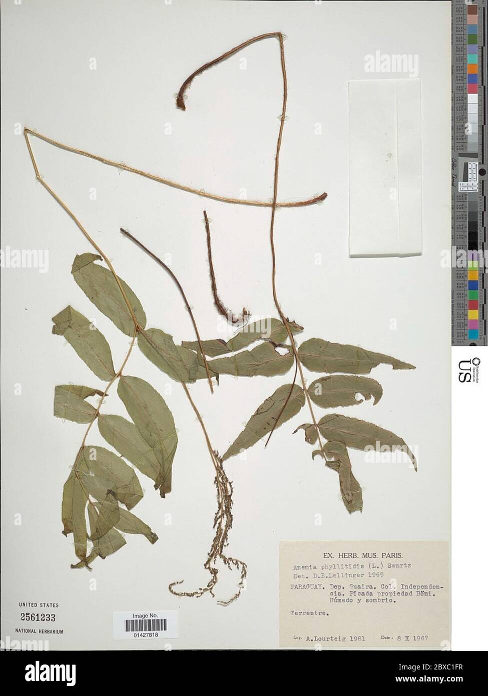 Anemia phyllitidis L Sw Anemia phyllitidis L Sw Stock Photo - Alamy