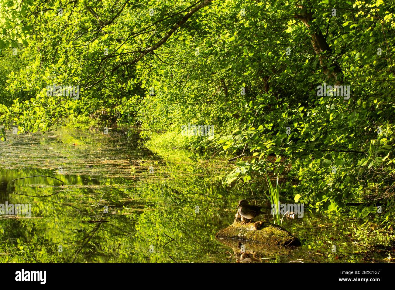 Female Mandarin duck and ducklings on Keston ponds, Greater London ...