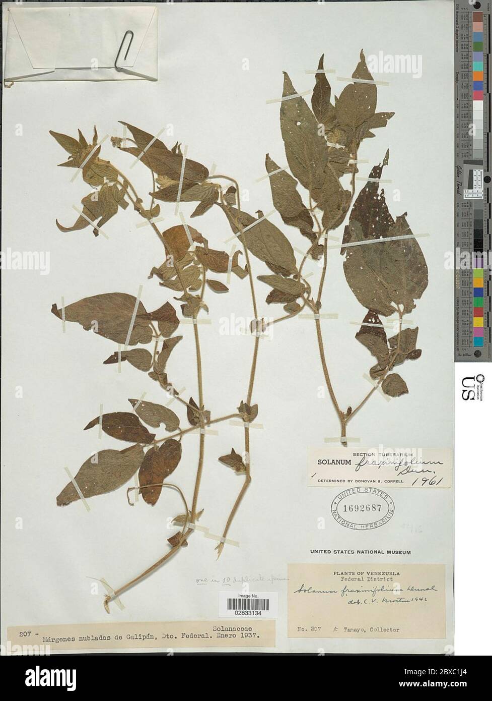 Solanum fraxinifolium Dunal Solanum fraxinifolium Dunal Stock Photo - Alamy