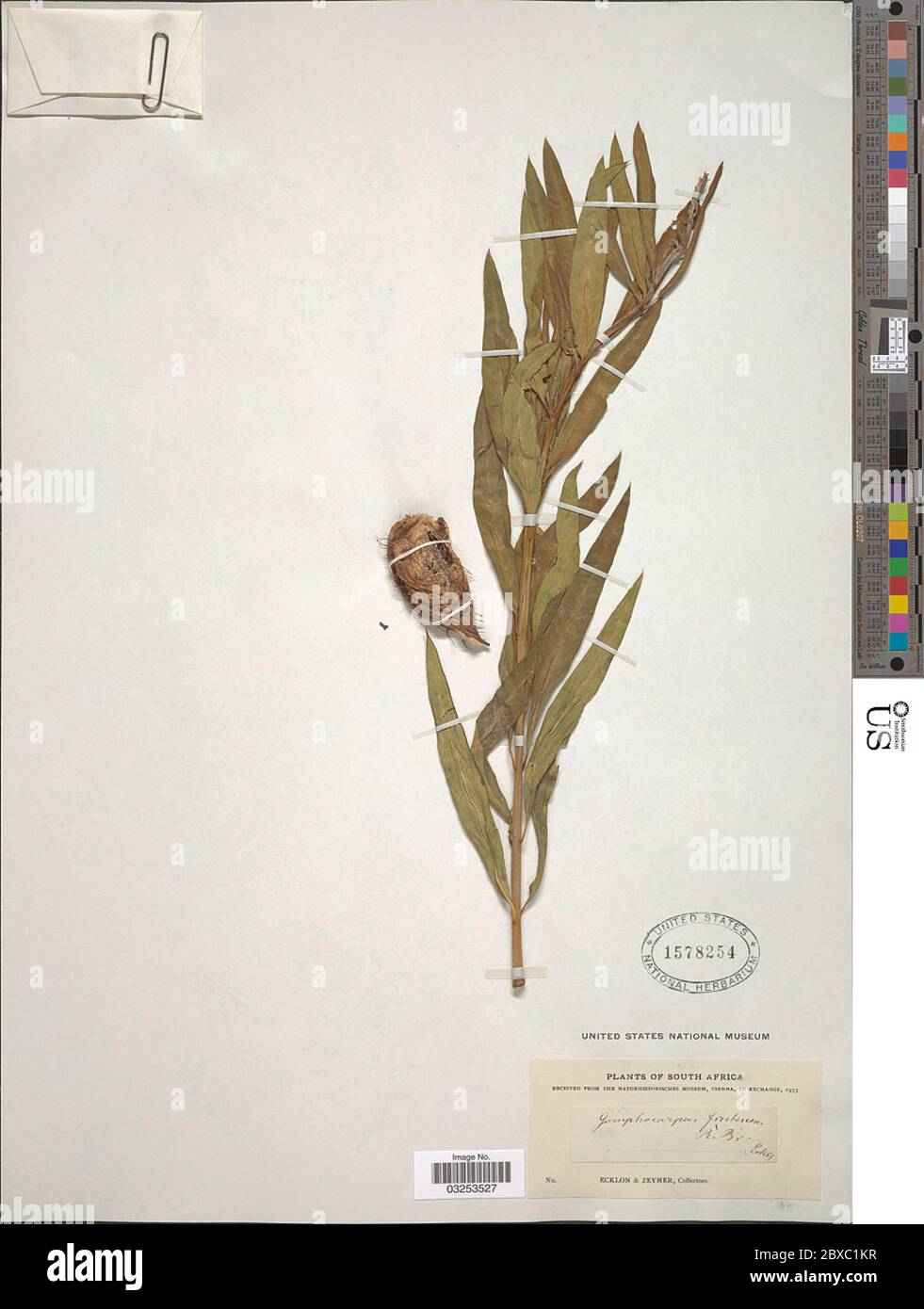 Gomphocarpus frutescens Gomphocarpus frutescens Stock Photo - Alamy