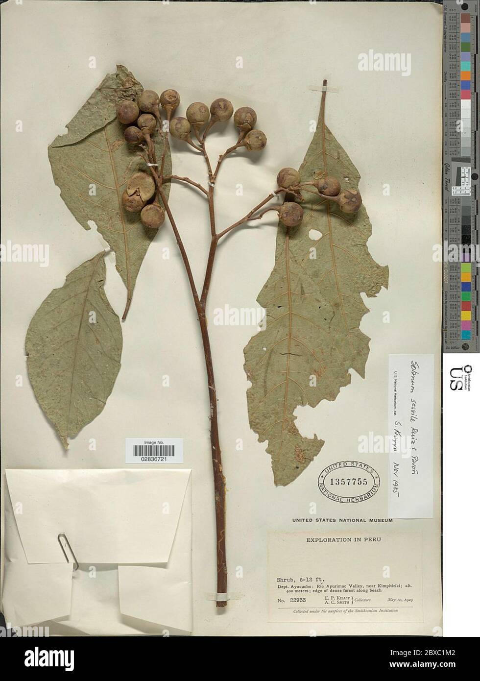 Solanum sessile Dunal Solanum sessile Dunal Stock Photo - Alamy