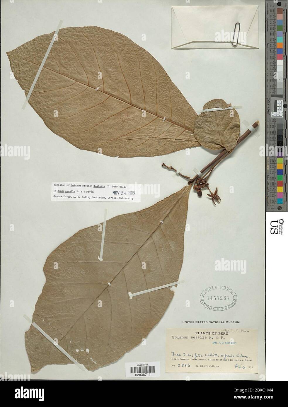Solanum sessile Dunal Solanum sessile Dunal Stock Photo - Alamy