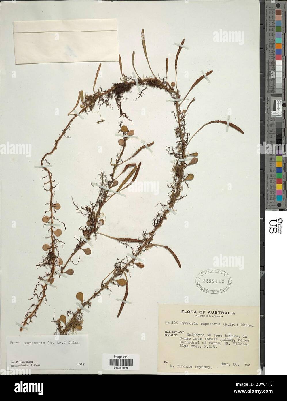 Pyrrosia rupestris Aiton Ching Pyrrosia rupestris Aiton Ching Stock ...