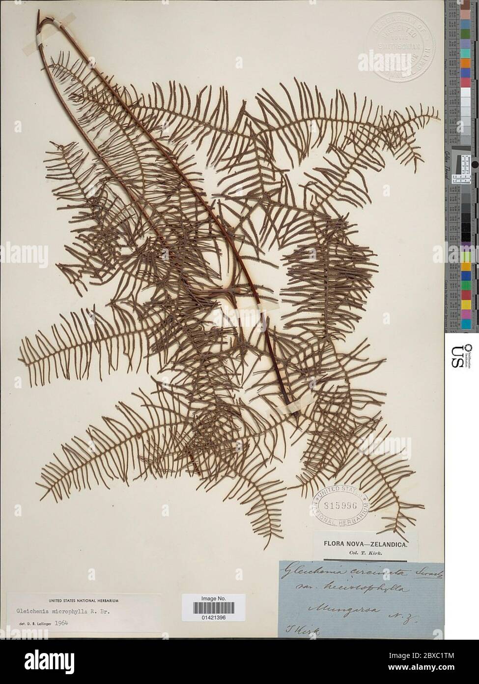Gleichenia microphylla Aiton Gleichenia microphylla Aiton Stock Photo ...