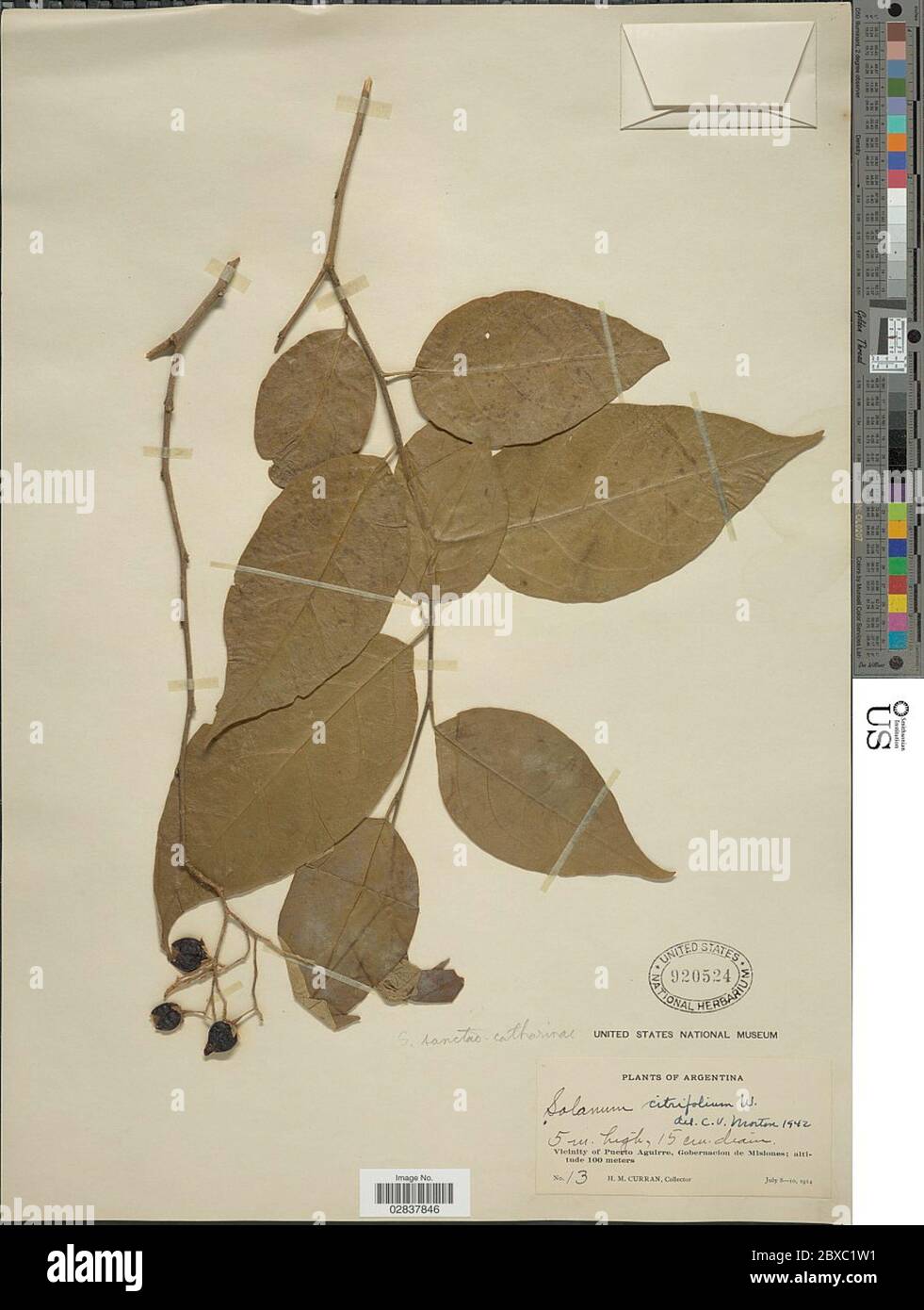 Solanum sanctaekatharinae Dunal Solanum sanctaekatharinae Dunal Stock ...