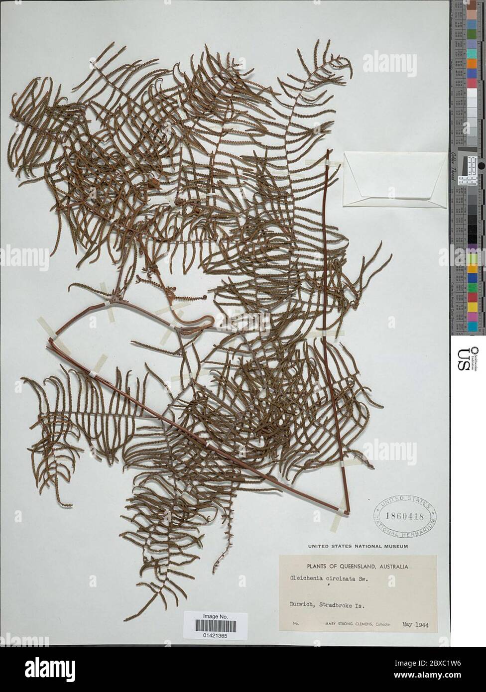 Gleichenia dicarpa Aiton Gleichenia dicarpa Aiton Stock Photo - Alamy