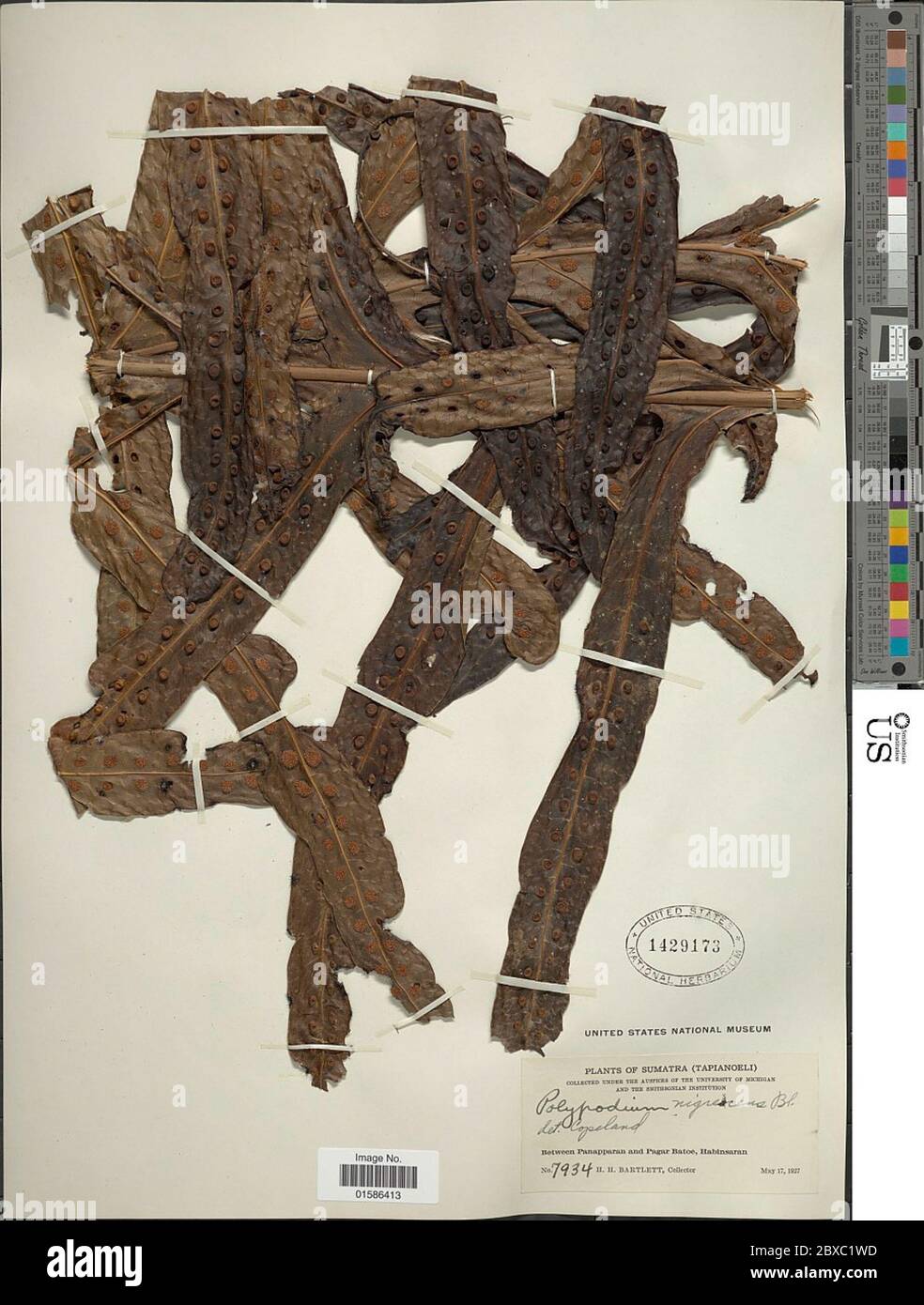 Microsorum membranifolium Aiton Ching Microsorum membranifolium Aiton ...