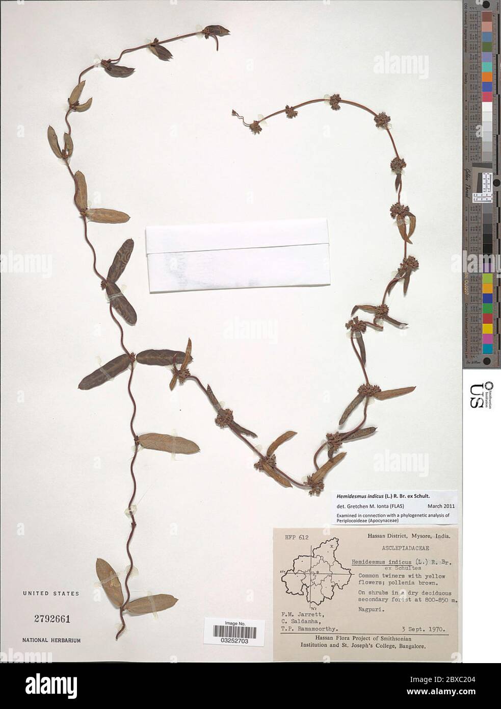 Hemidesmus indicus hi-res stock photography and images - Alamy
