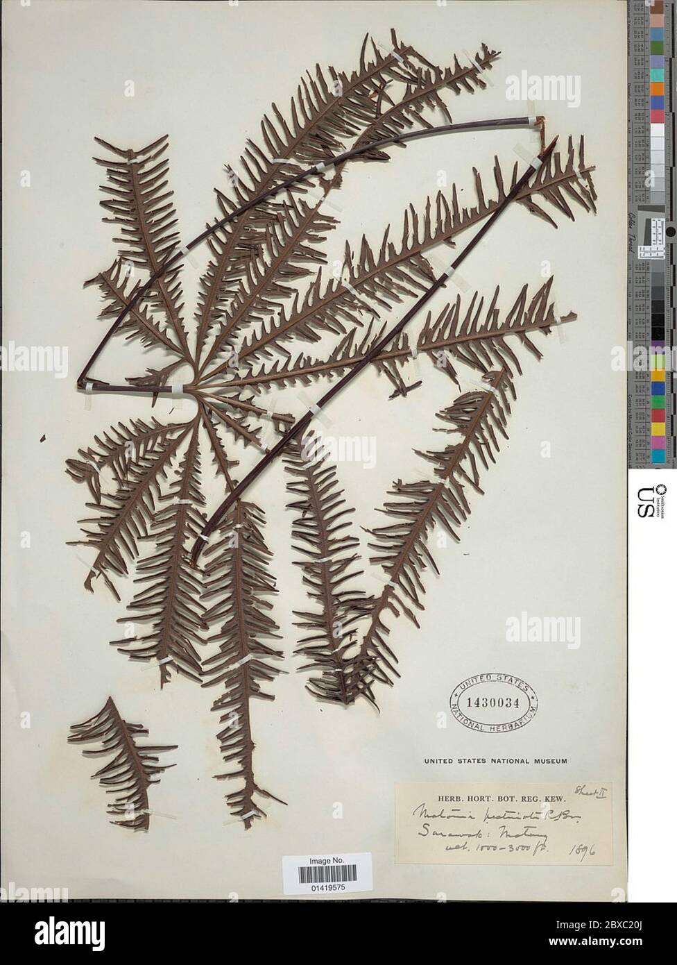 Matonia pectinata hi-res stock photography and images - Alamy