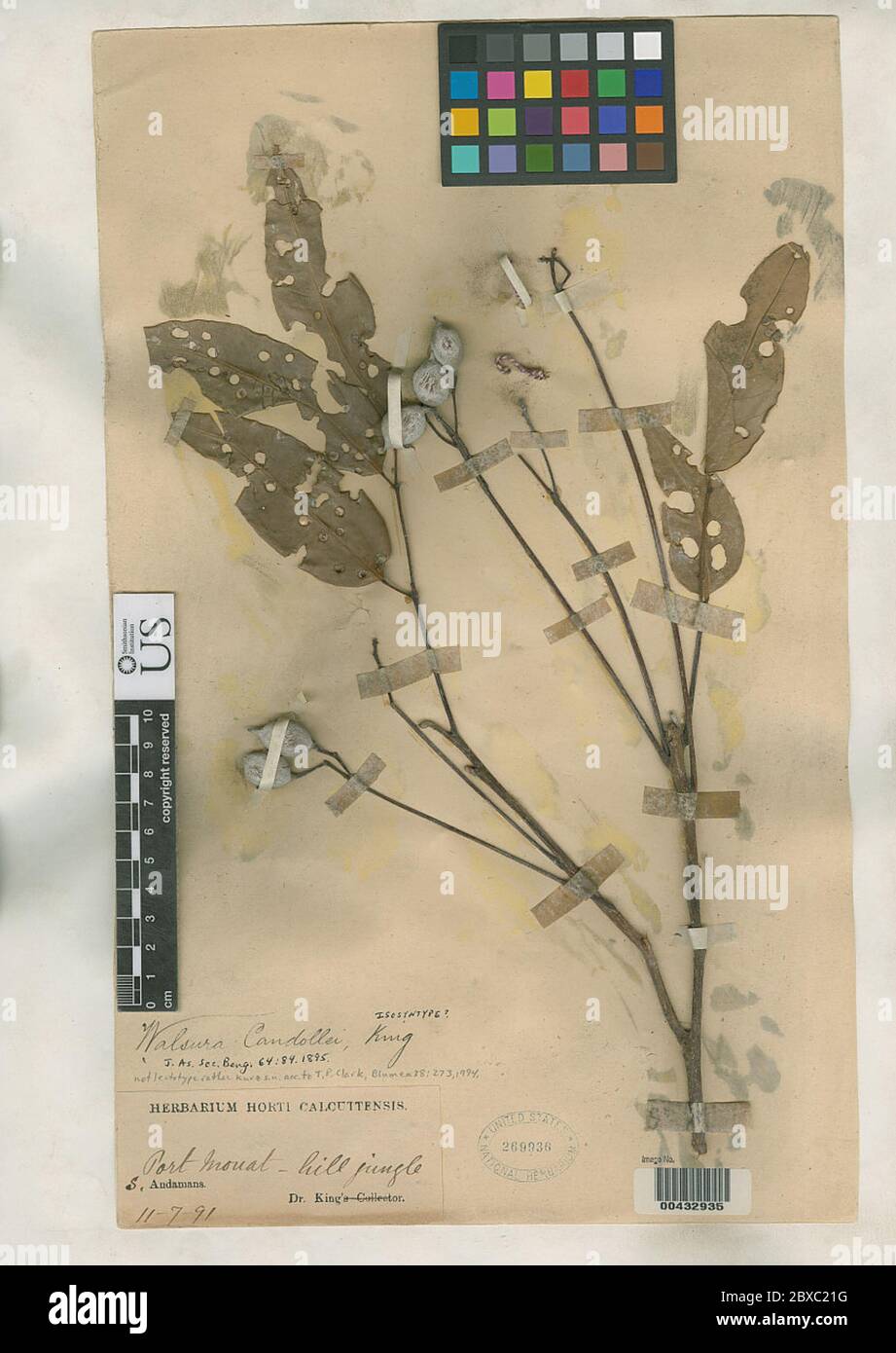 Walsura candollei King Walsura candollei King Stock Photo - Alamy