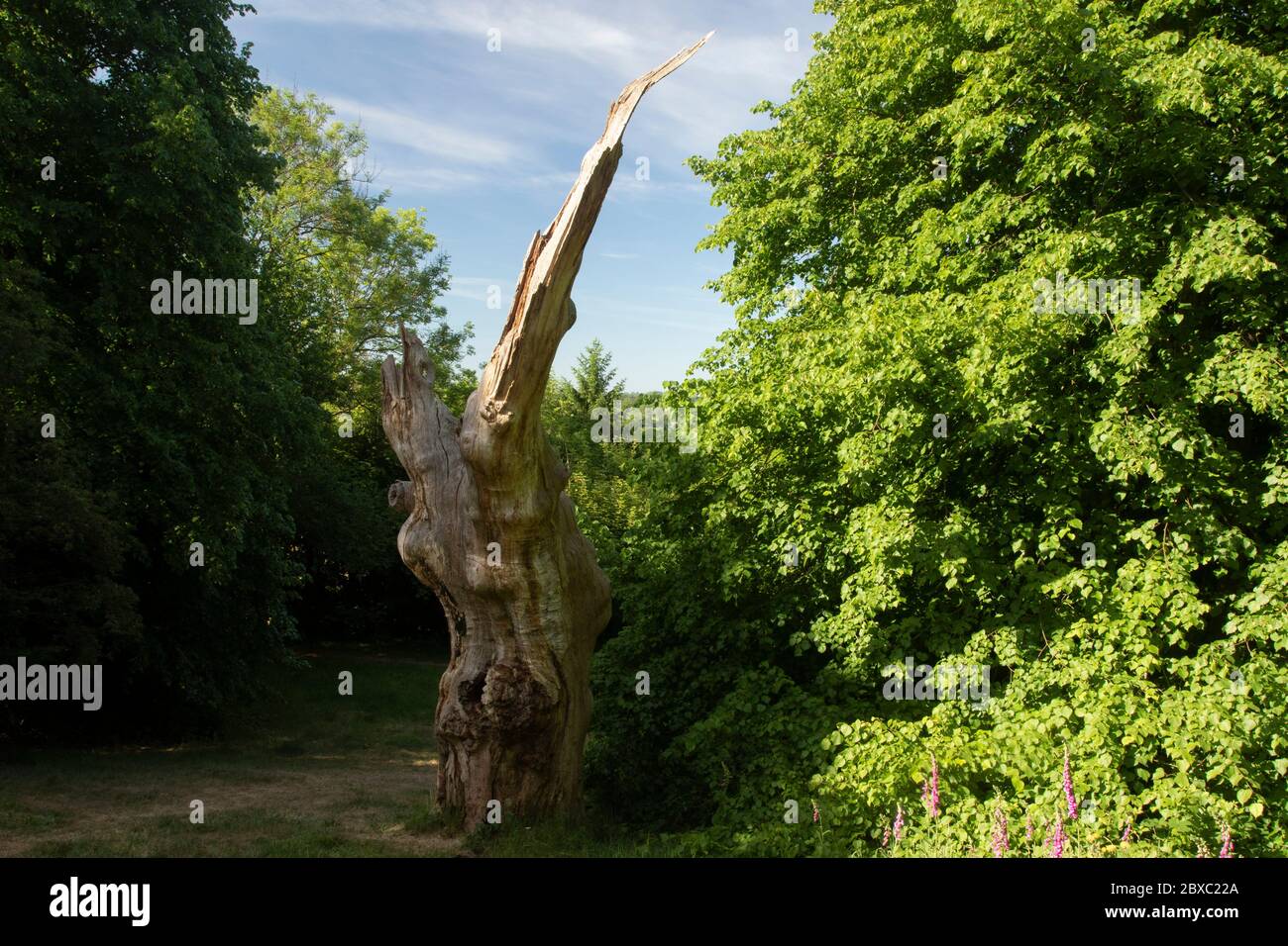 William wilberforce oak tree hi-res stock photography and images - Alamy