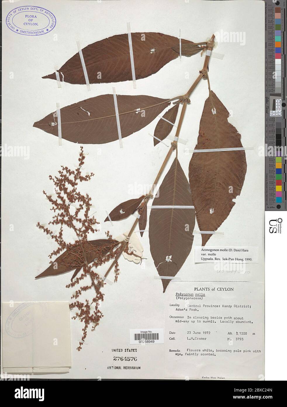 Polygonum molle D Don Polygonum molle D Don Stock Photo - Alamy