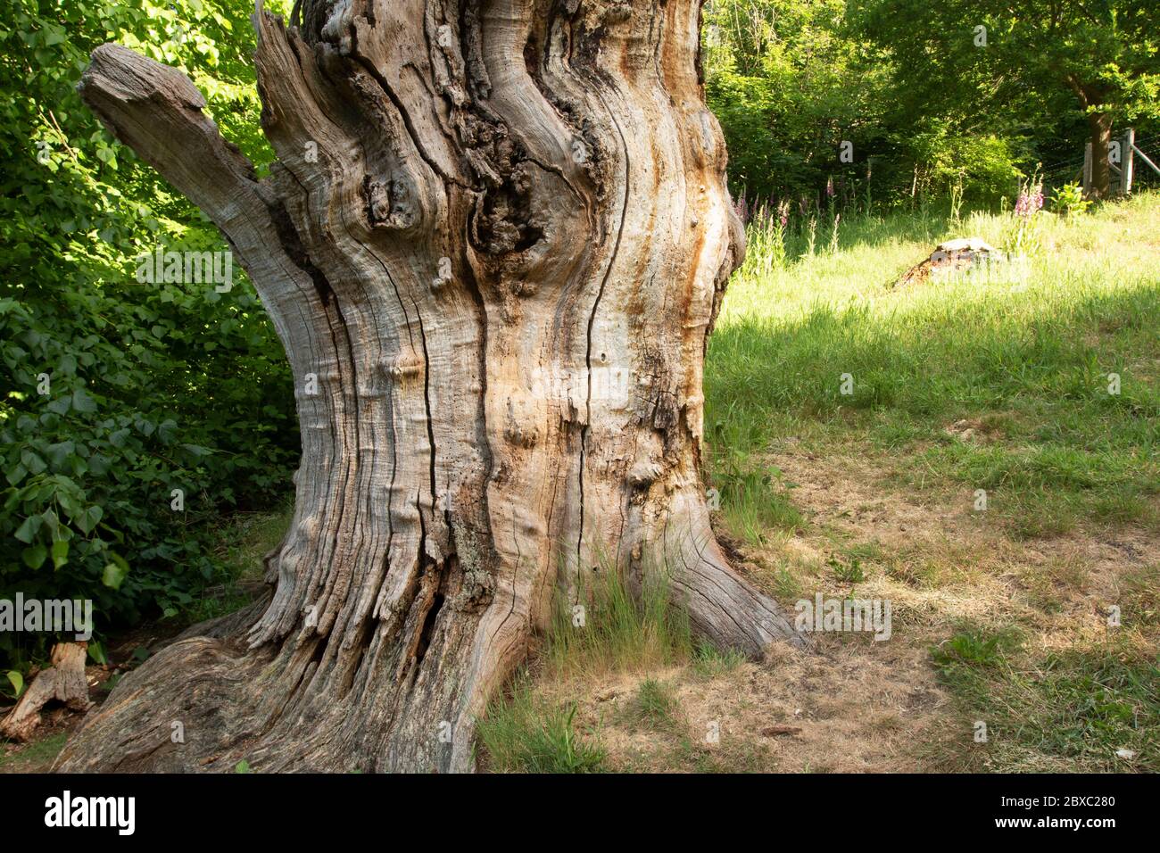 William wilberforce oak tree hi-res stock photography and images - Alamy