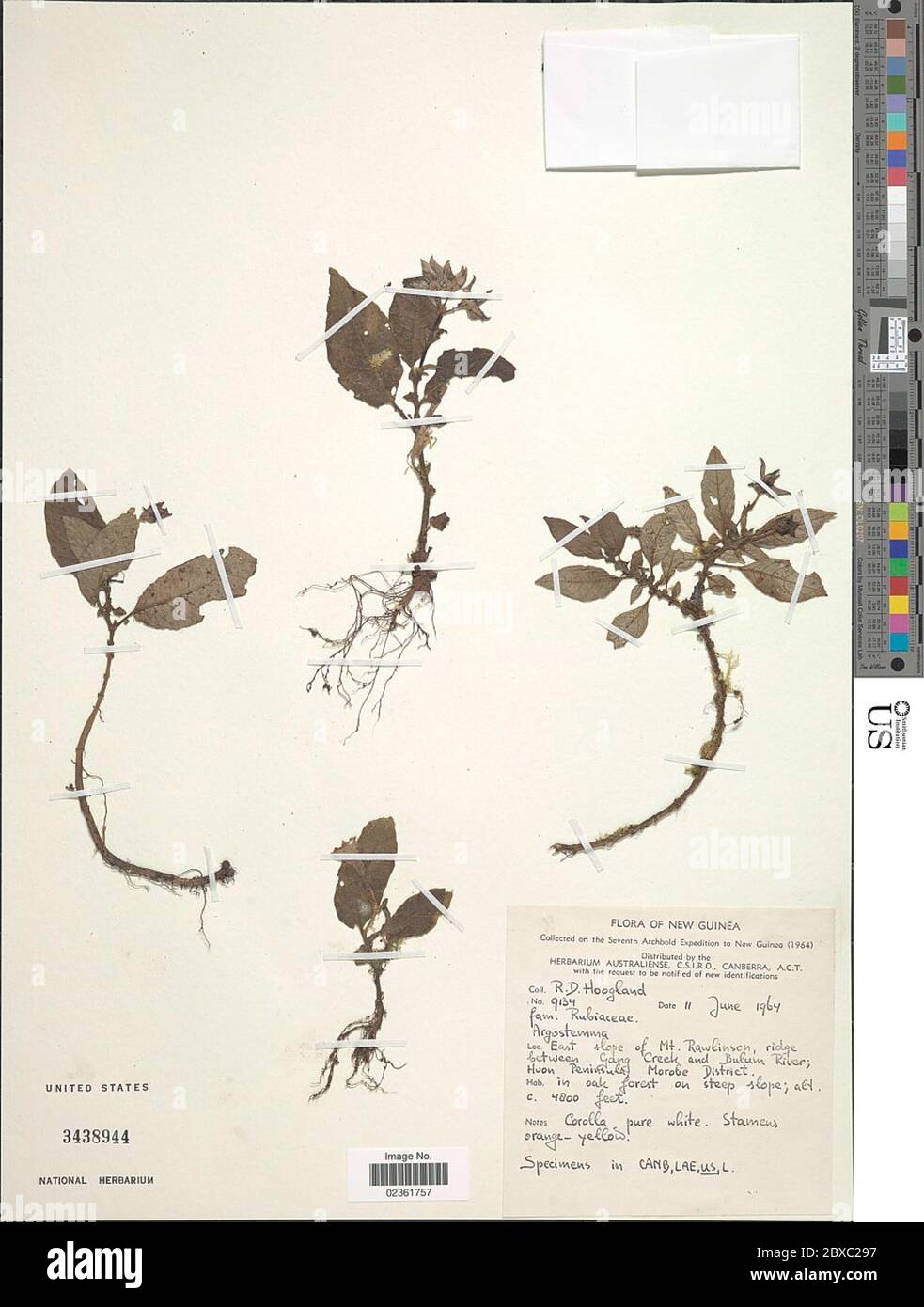 Argostemma sp Argostemma sp Stock Photo - Alamy