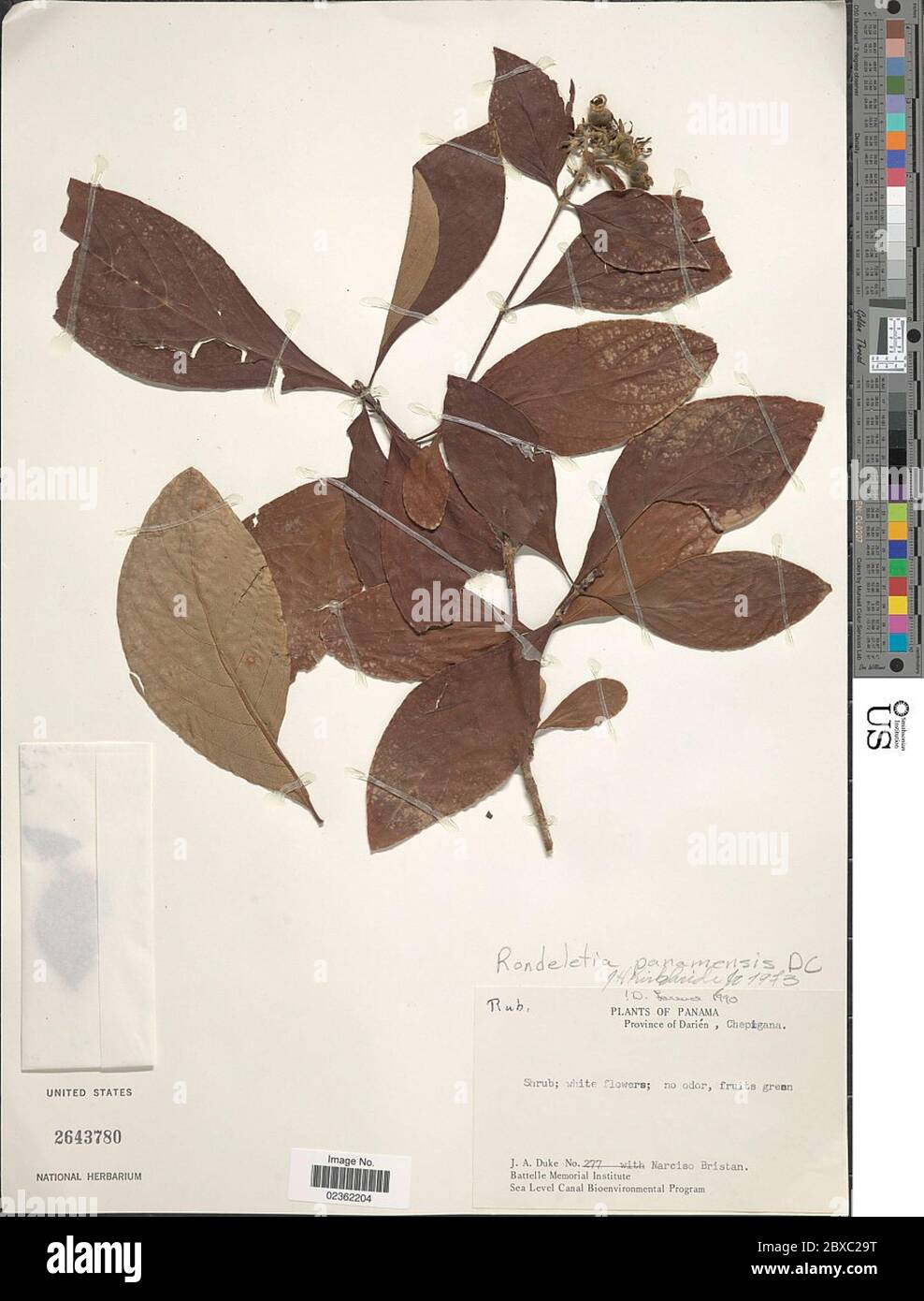 Rondeletia panamensis DC Rondeletia panamensis DC Stock Photo - Alamy