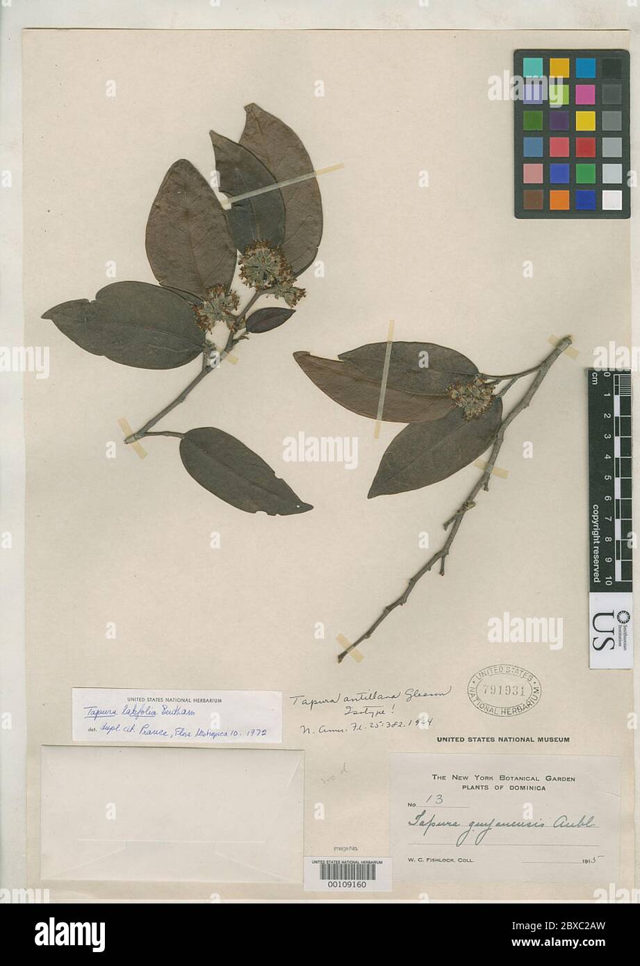 Antillana hi-res stock photography and images - Alamy