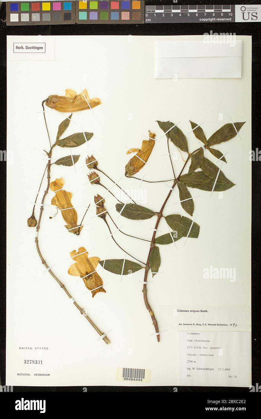 Columnea strigosa Benth Columnea strigosa Benth Stock Photo - Alamy