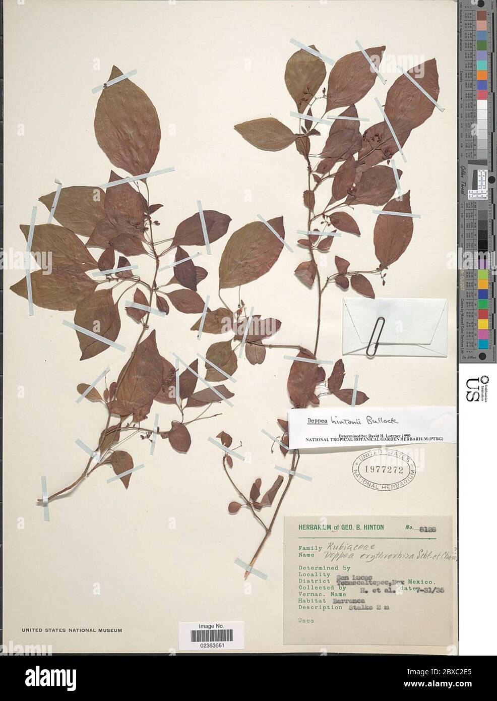 Deppea hintonii Bullock Deppea hintonii Bullock Stock Photo - Alamy