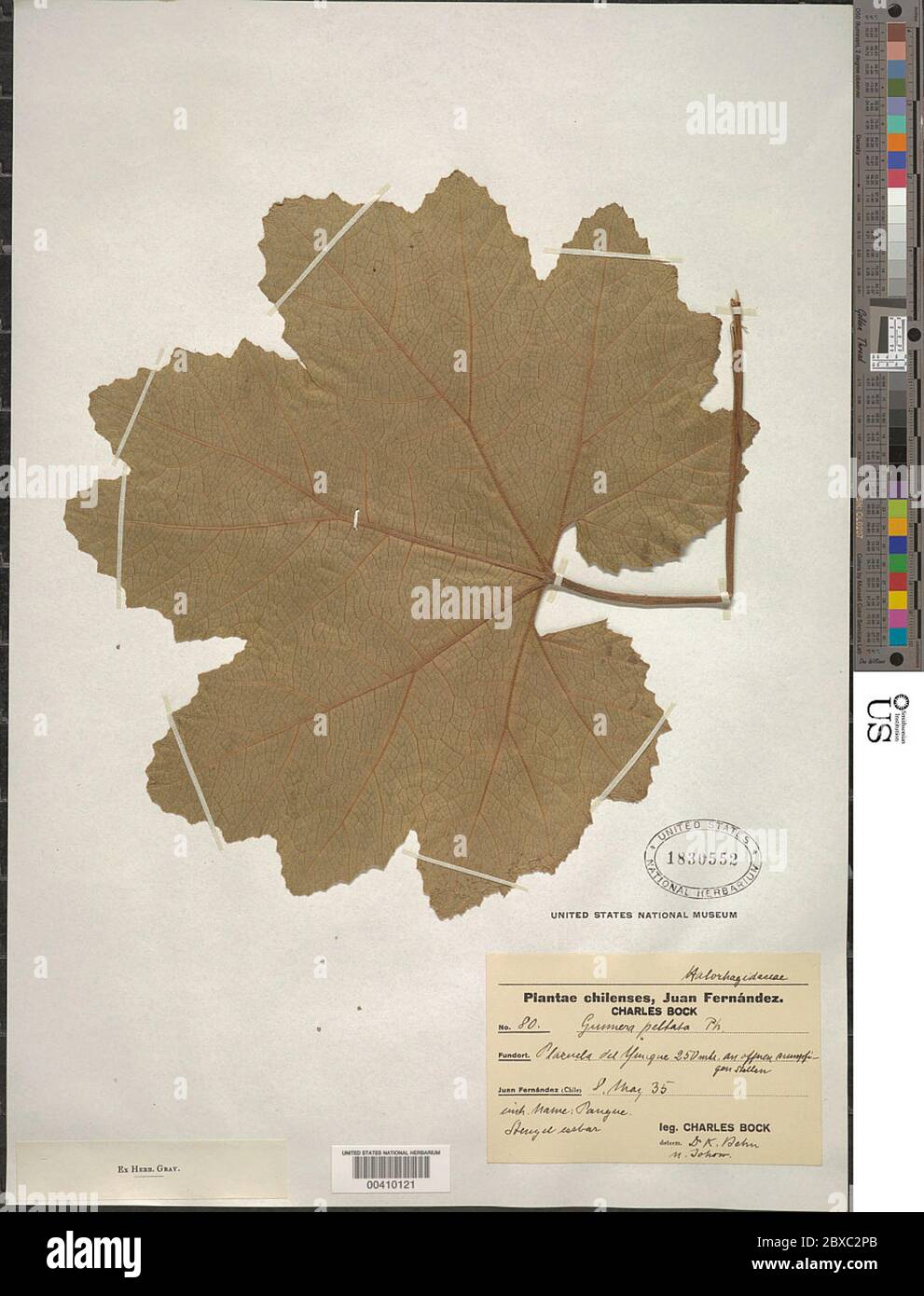 Gunnera peltata Phil Gunnera peltata Phil Stock Photo - Alamy