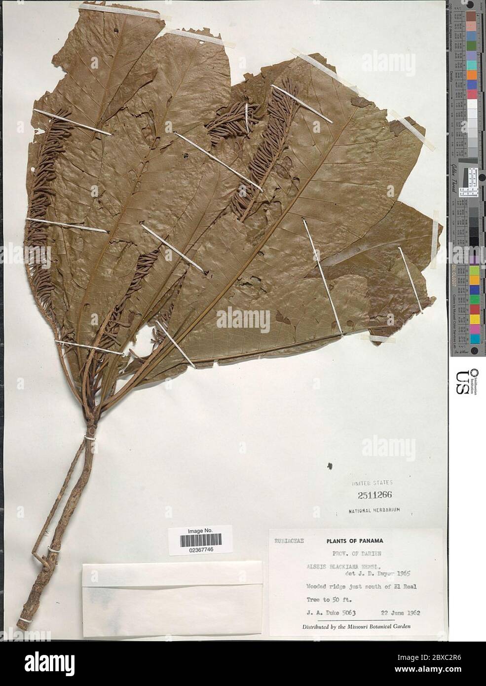 Alseis blackiana hi-res stock photography and images - Alamy