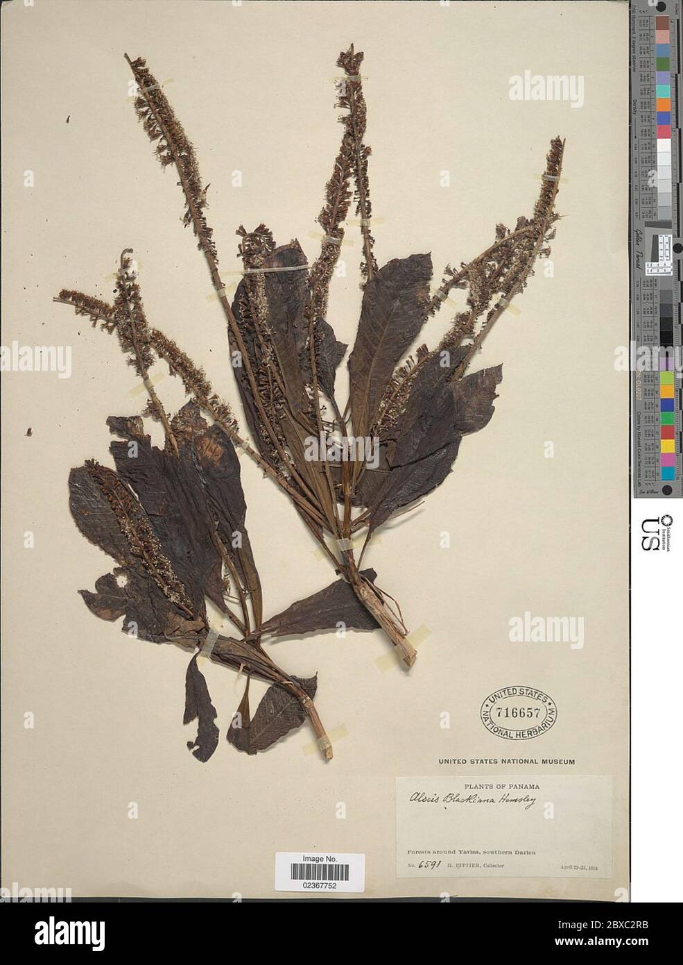 Alseis blackiana Hemsl Alseis blackiana Hemsl Stock Photo - Alamy