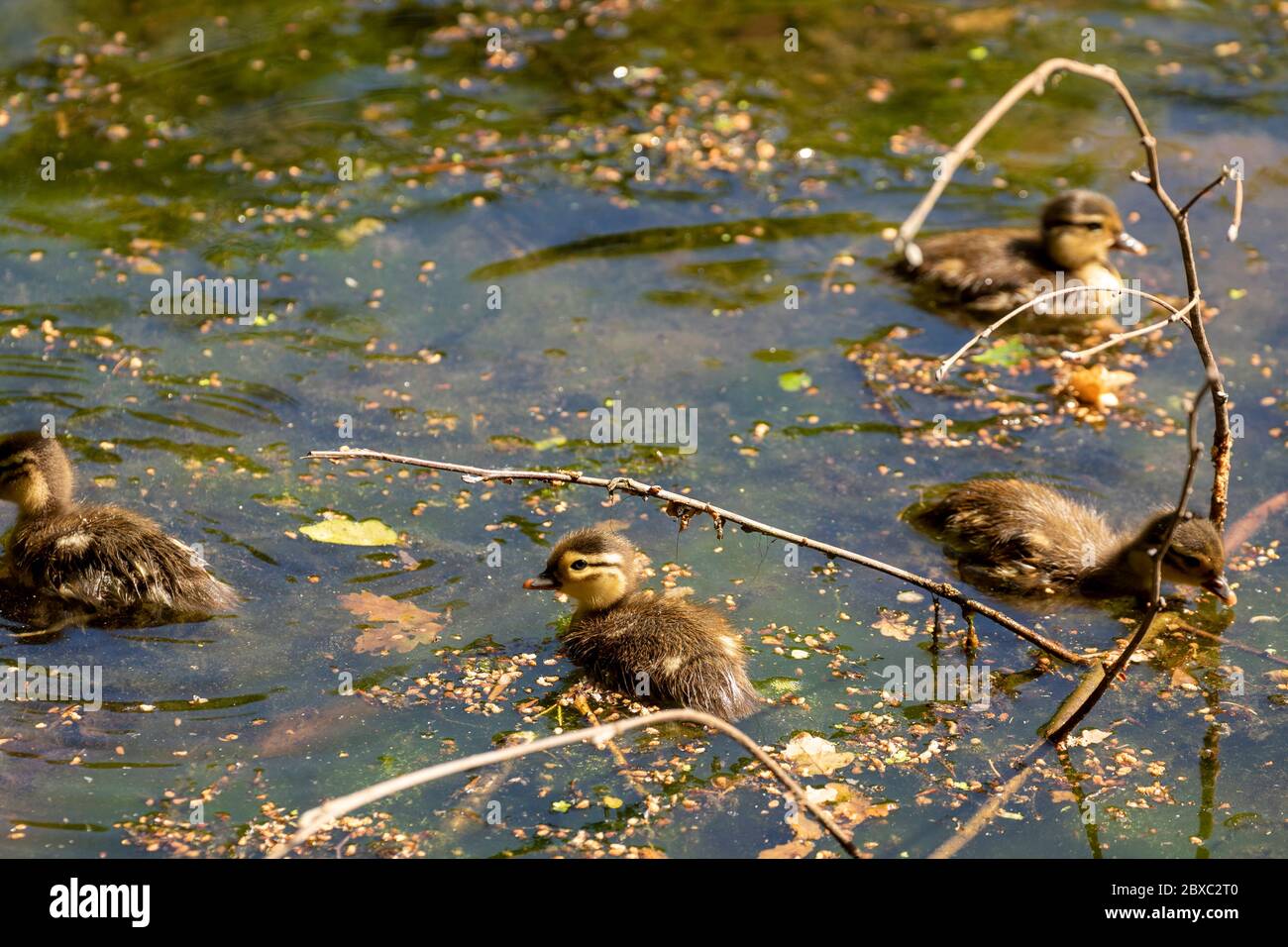 Female Mandarin duck and ducklings on Keston ponds, Greater London ...