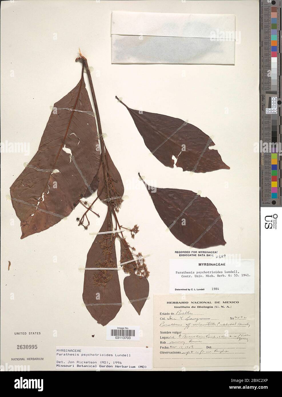 Parathesis psychotrioides Lundell Parathesis psychotrioides Lundell ...