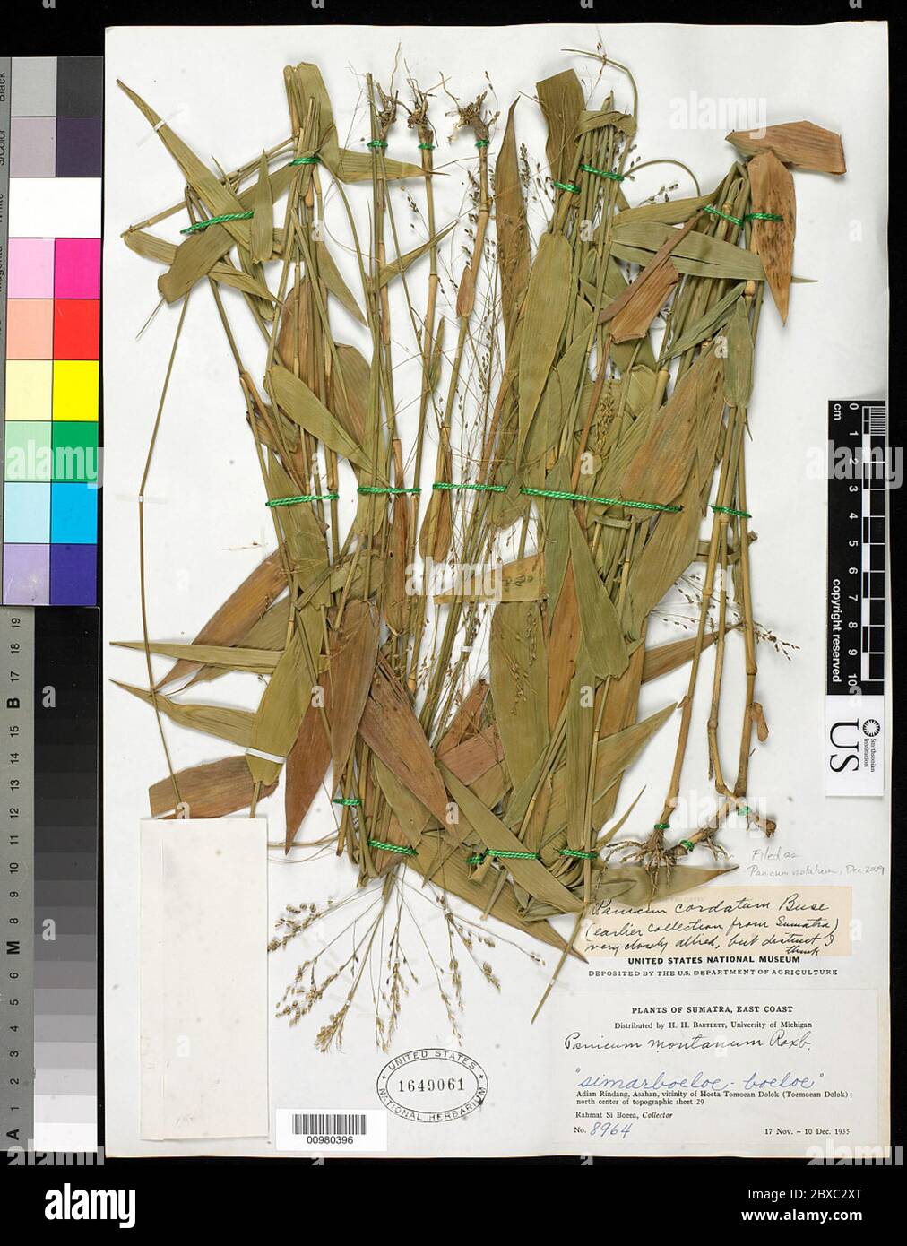 Panicum notatum Retz Panicum notatum Retz Stock Photo - Alamy