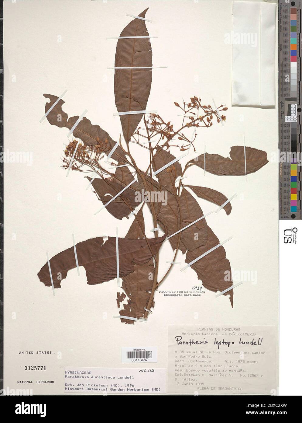 Parathesis aurantiaca Lundell Parathesis aurantiaca Lundell Stock Photo ...