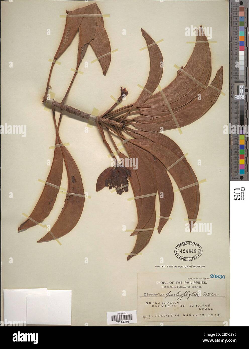 Pachyphylla hi-res stock photography and images - Alamy