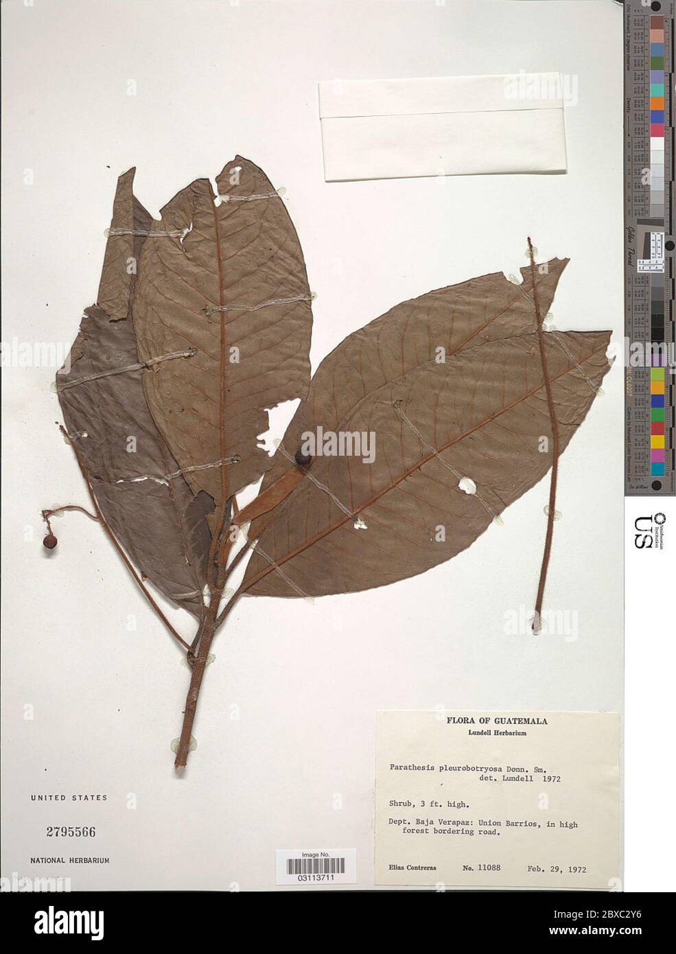 Parathesis pleurobotryosa Donn Sm Parathesis pleurobotryosa Donn Sm ...