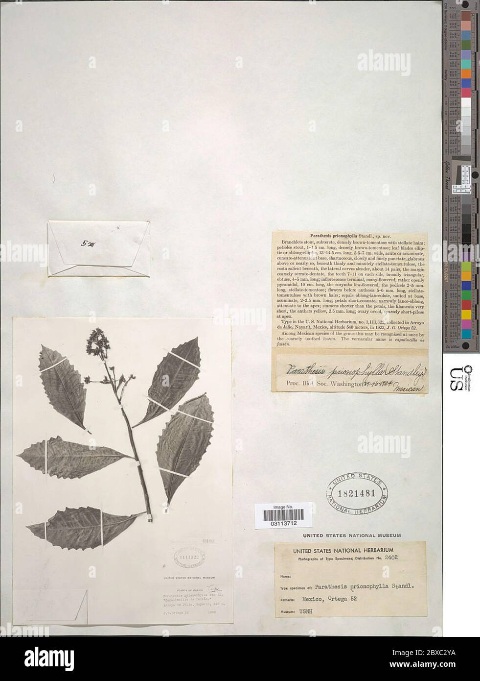 Parathesis prionophylla Standl Parathesis prionophylla Standl Stock ...