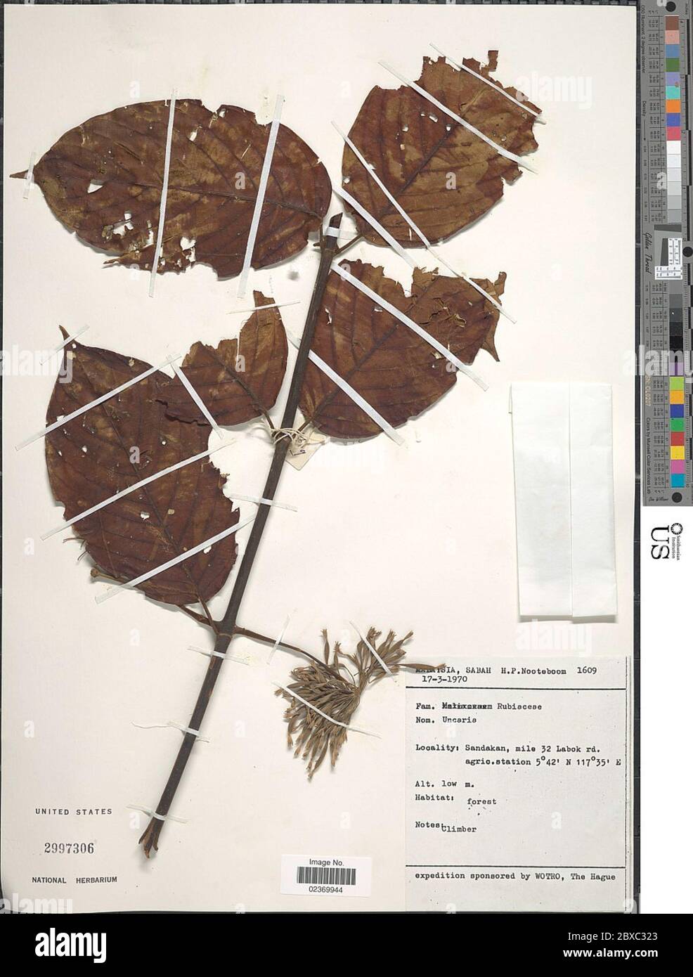 Uncaria sp Uncaria sp Stock Photo - Alamy