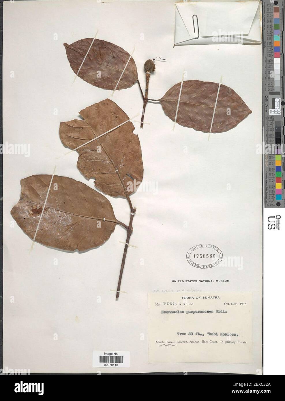 Neonauclea excelsa Merr Neonauclea excelsa Merr Stock Photo - Alamy