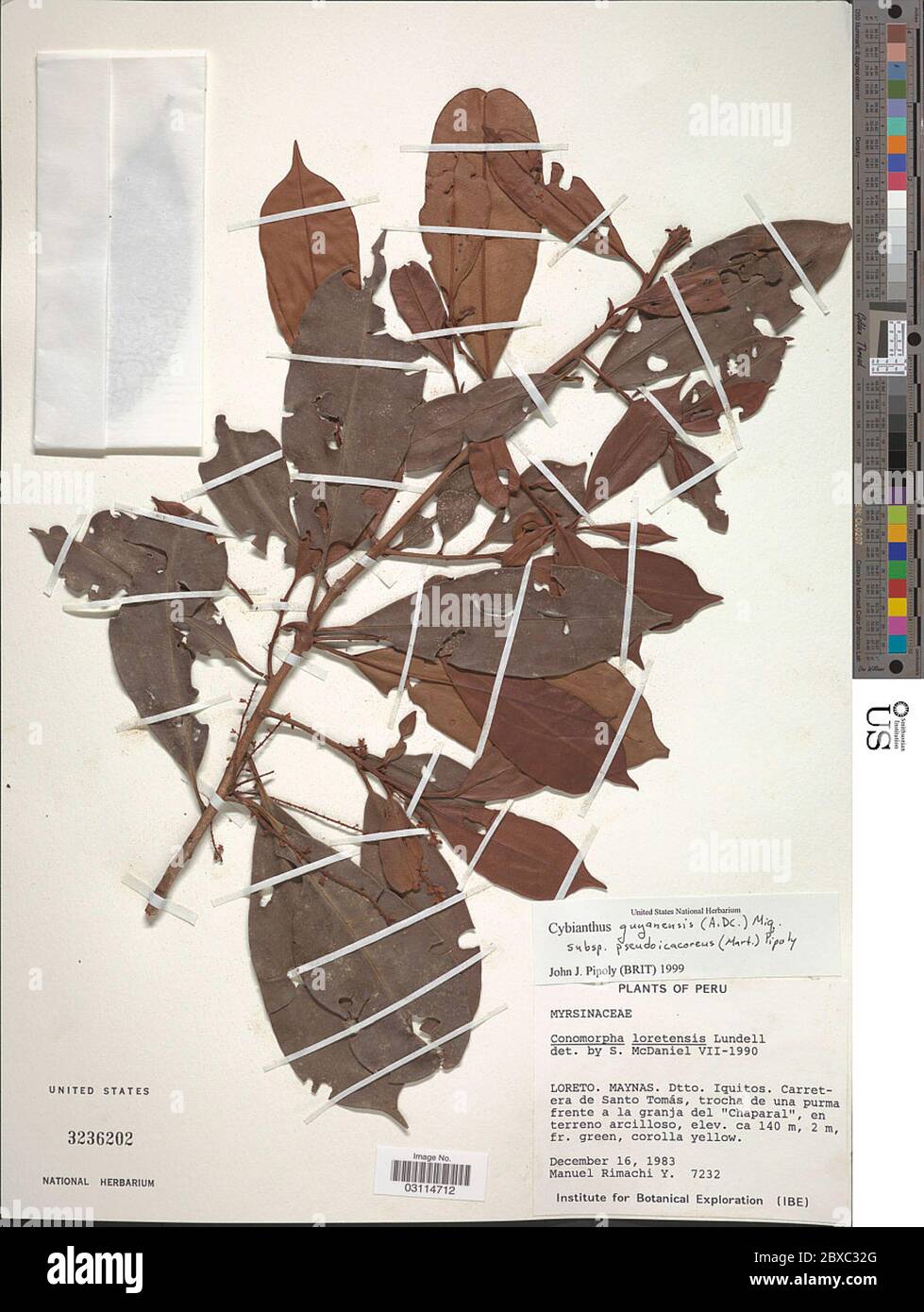 Guyanensis hi-res stock photography and images - Alamy