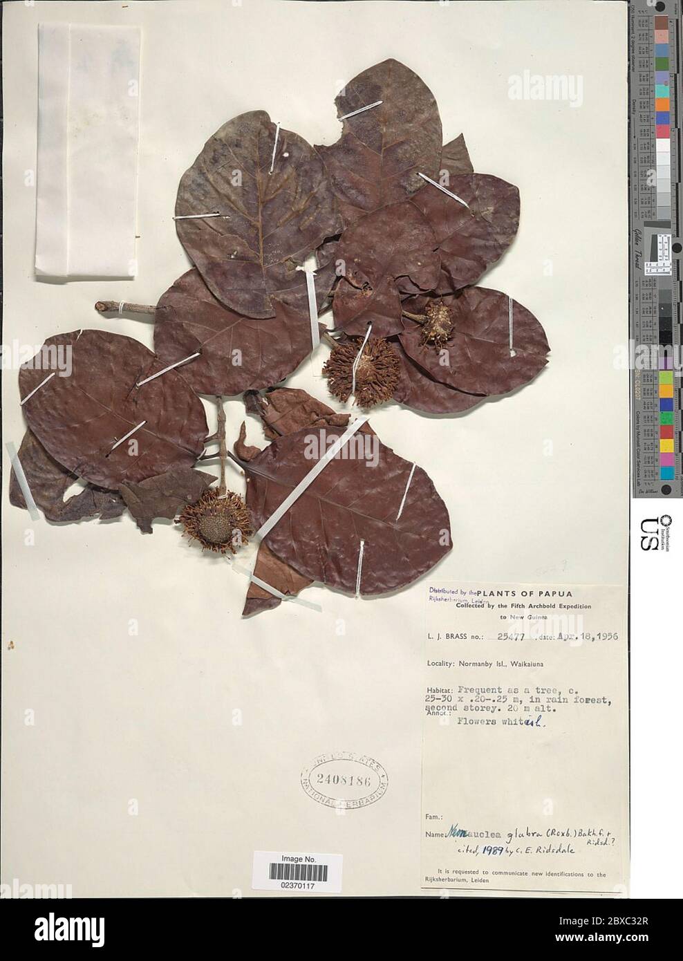 Neonauclea glabra hi-res stock photography and images - Alamy