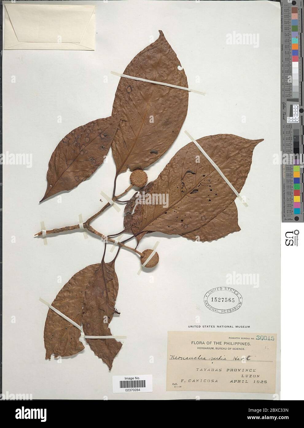 Havil hi-res stock photography and images - Alamy