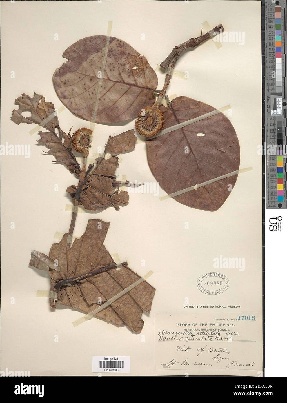 Havil hi-res stock photography and images - Alamy