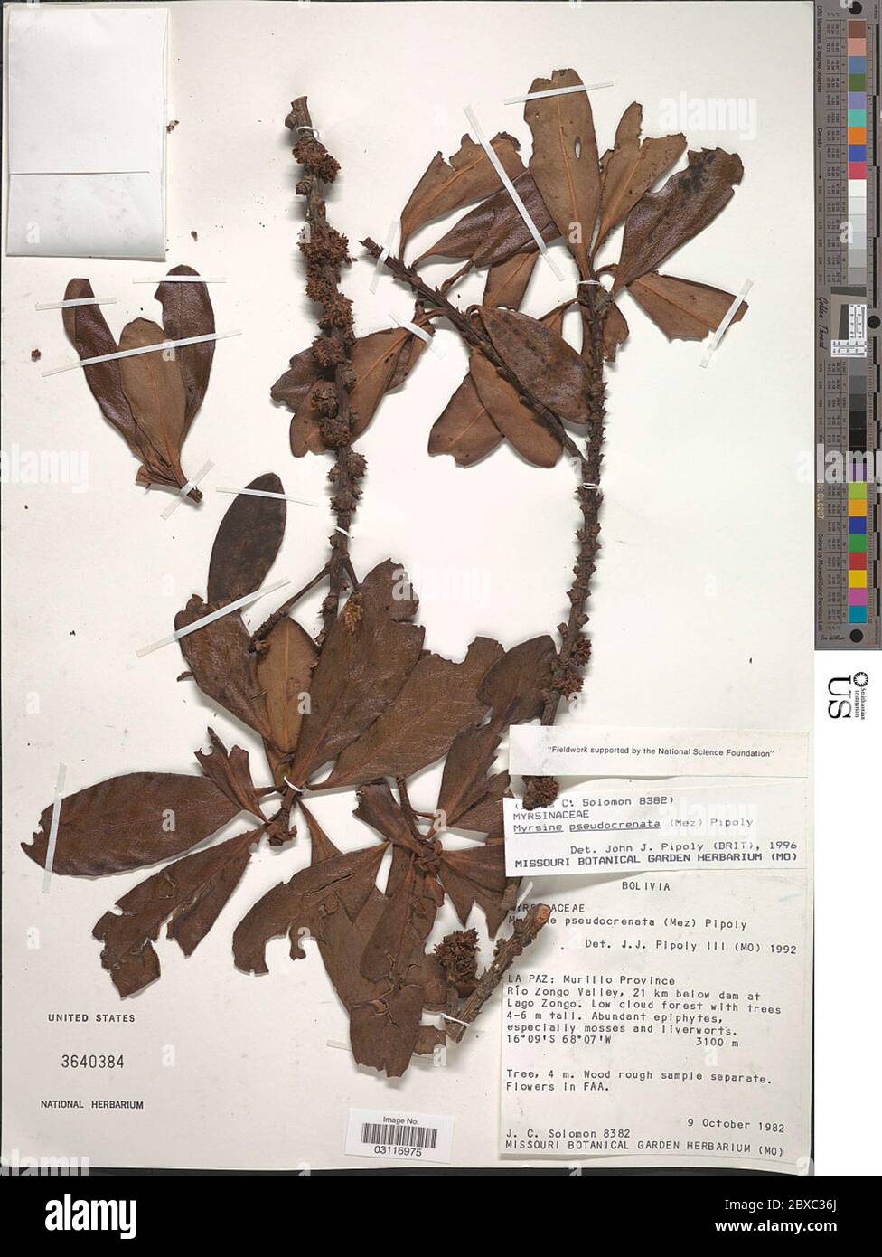 Pipoly hi-res stock photography and images - Alamy