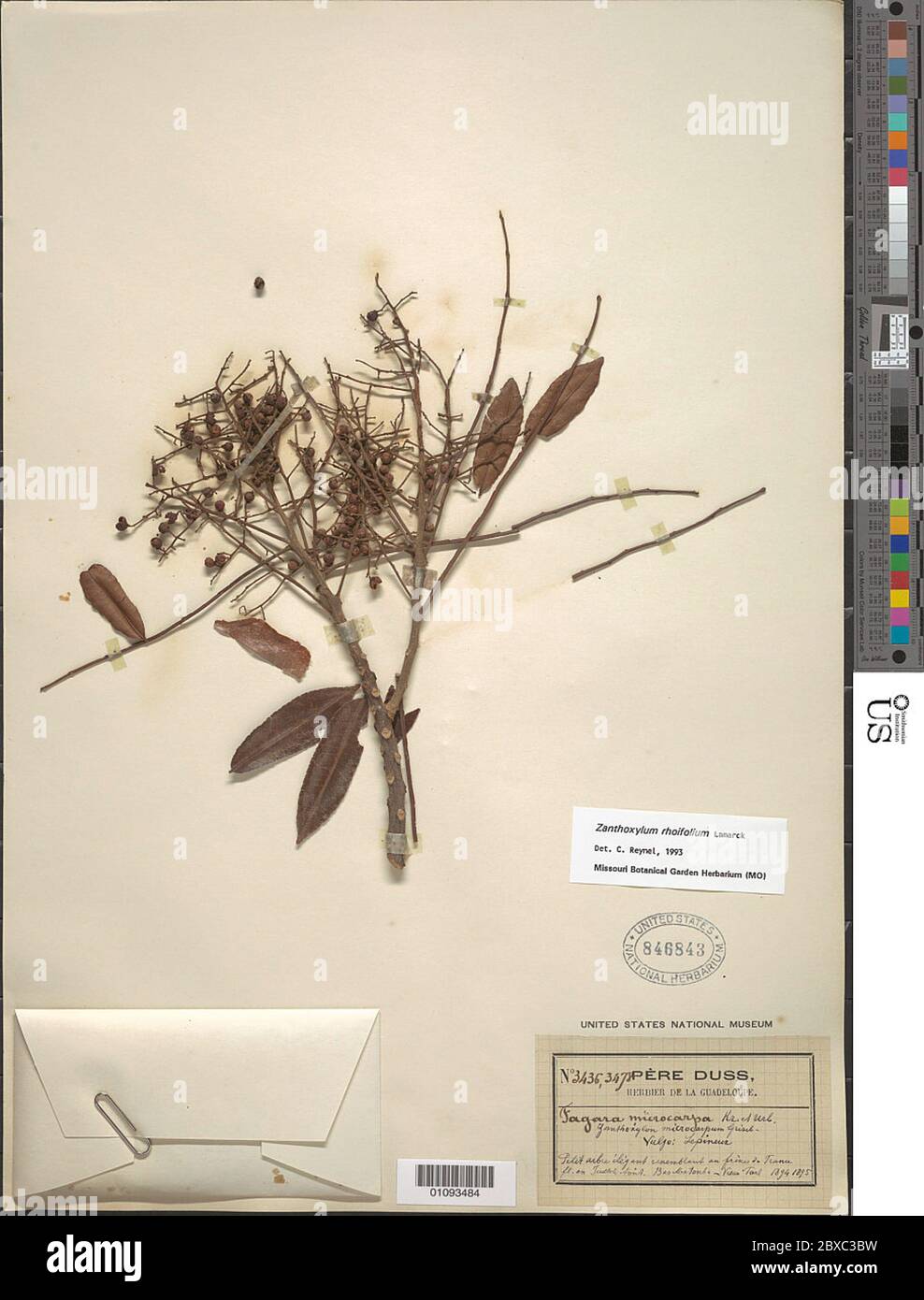 Zanthoxylum rhoifolium hi-res stock photography and images - Alamy