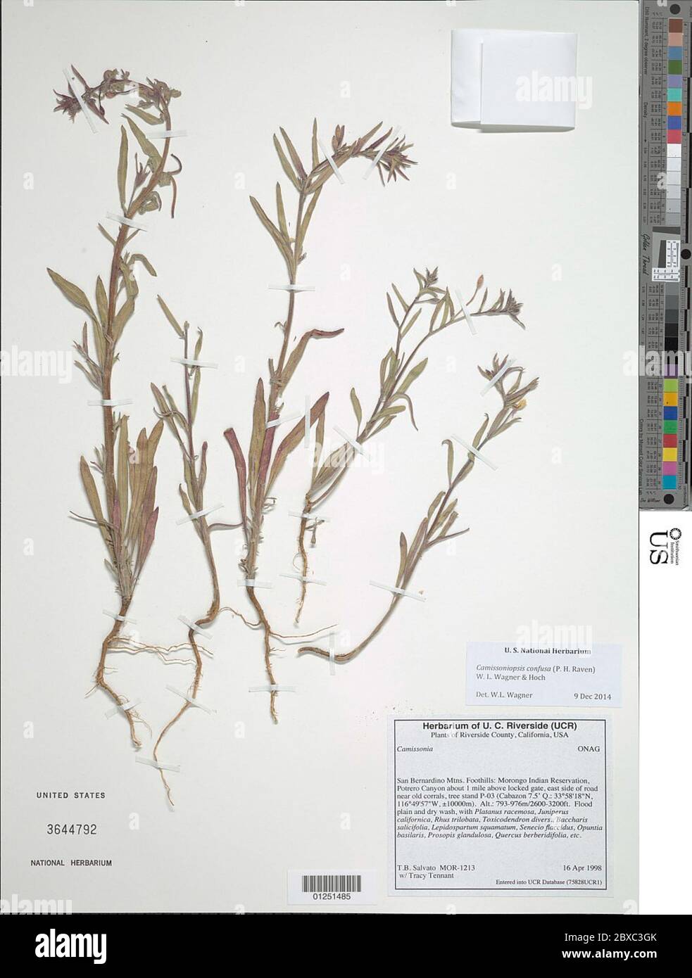 Camissoniopsis confusa PH Raven WL Wagner Hoch Camissoniopsis confusa PH Raven WL Wagner Hoch ...