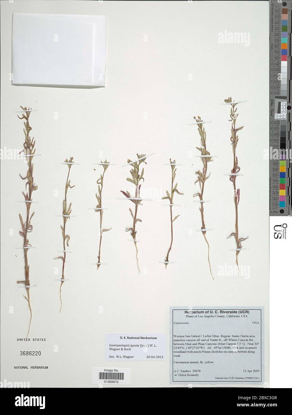 Camissoniopsis hirtella Greene WL Wagner Hoch Camissoniopsis hirtella Greene WL Wagner Hoch ...