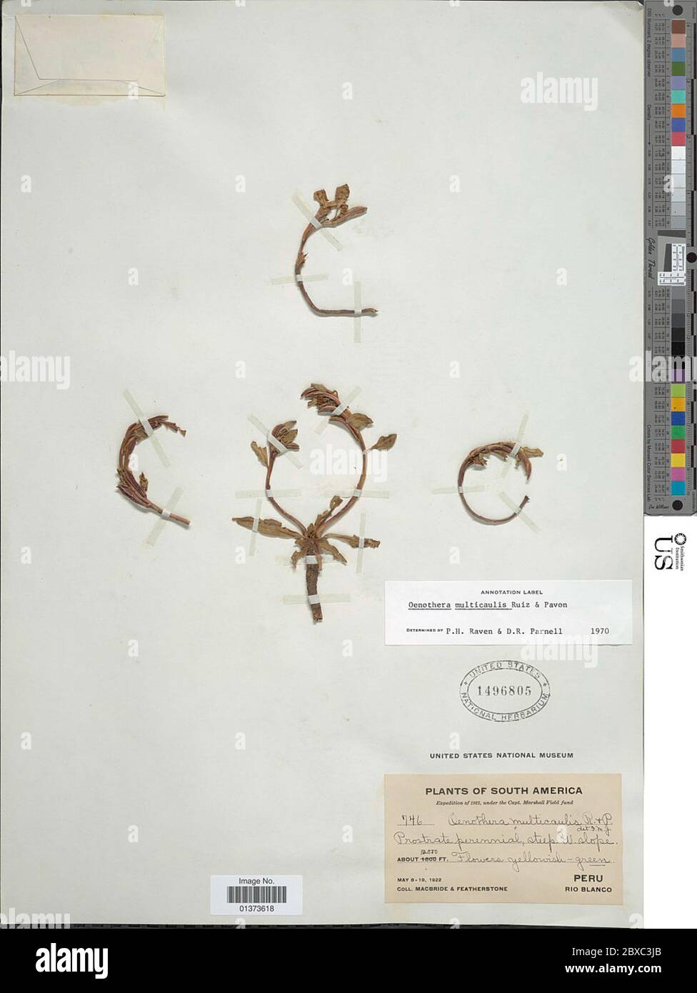 Oenothera multicaulis Ruiz Pav Stock Photo - Alamy