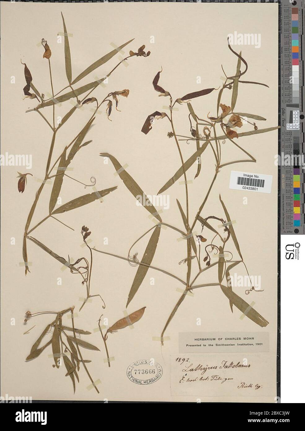 Lathyrus sp Lathyrus sp Stock Photo - Alamy