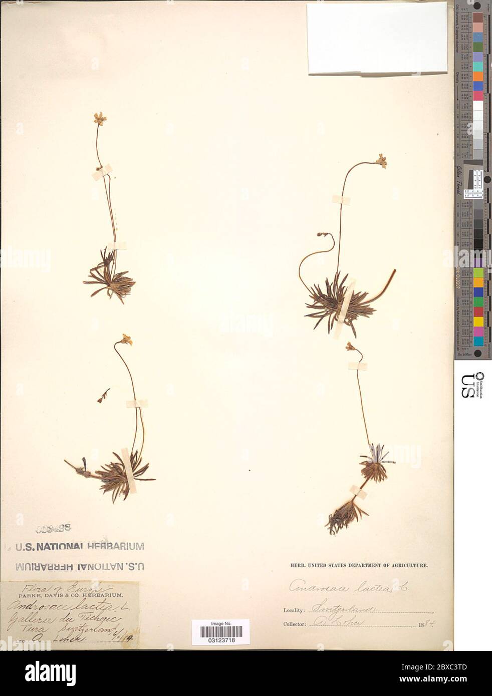 Androsace lactea L Androsace lactea L Stock Photo - Alamy