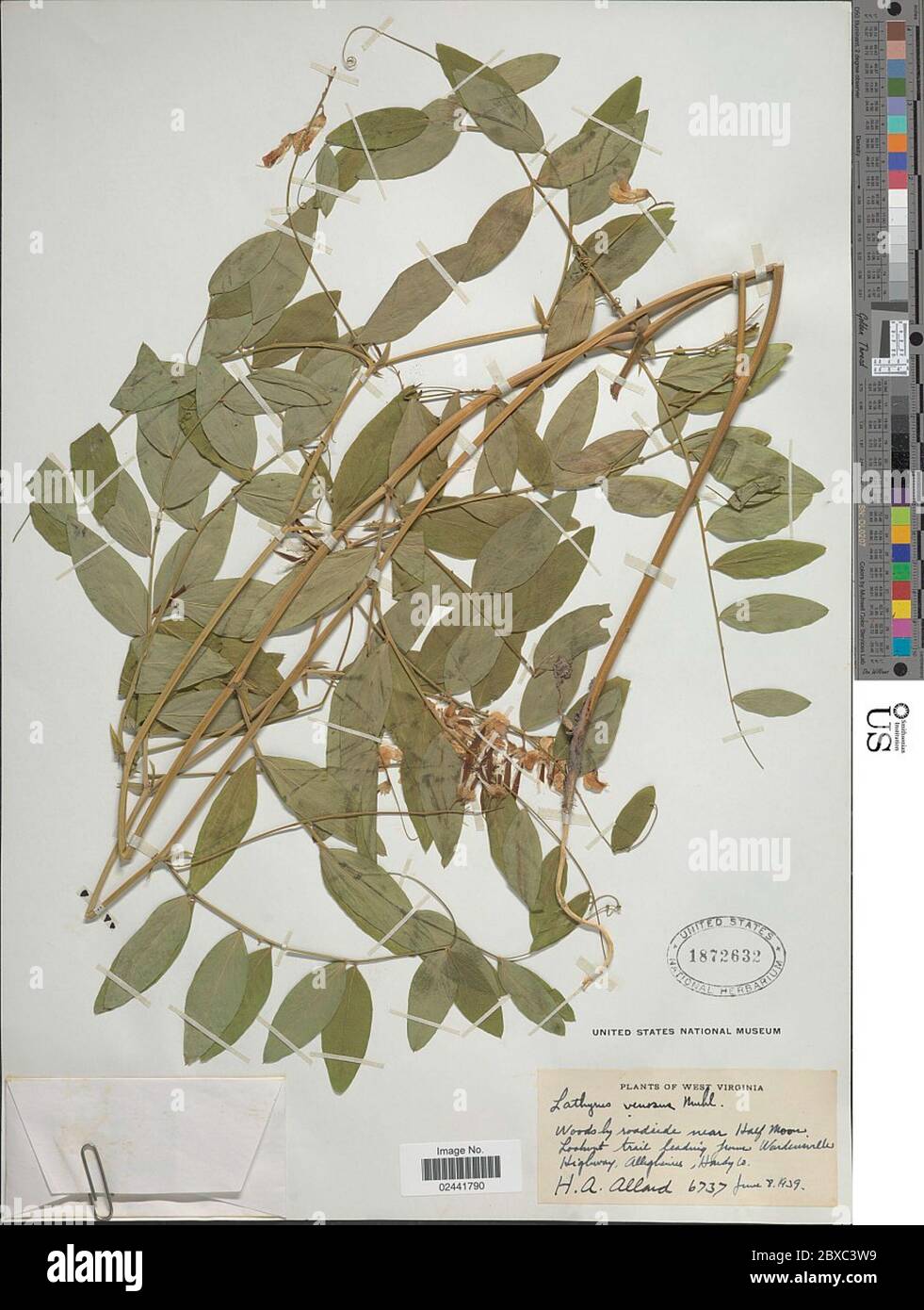 Lathyrus venosus Muhl Lathyrus venosus Muhl Stock Photo - Alamy
