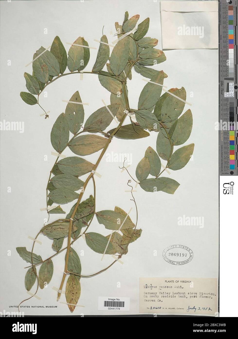 Lathyrus venosus Muhl Lathyrus venosus Muhl Stock Photo - Alamy